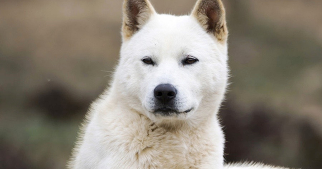 Creatrip: Jindo Dogs: Korea's National Treasures Known For Their Fierce ...