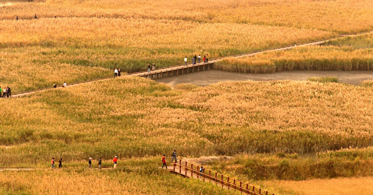 Creatrip: Suncheon UNESCO | The Perfect Trip for Autumn