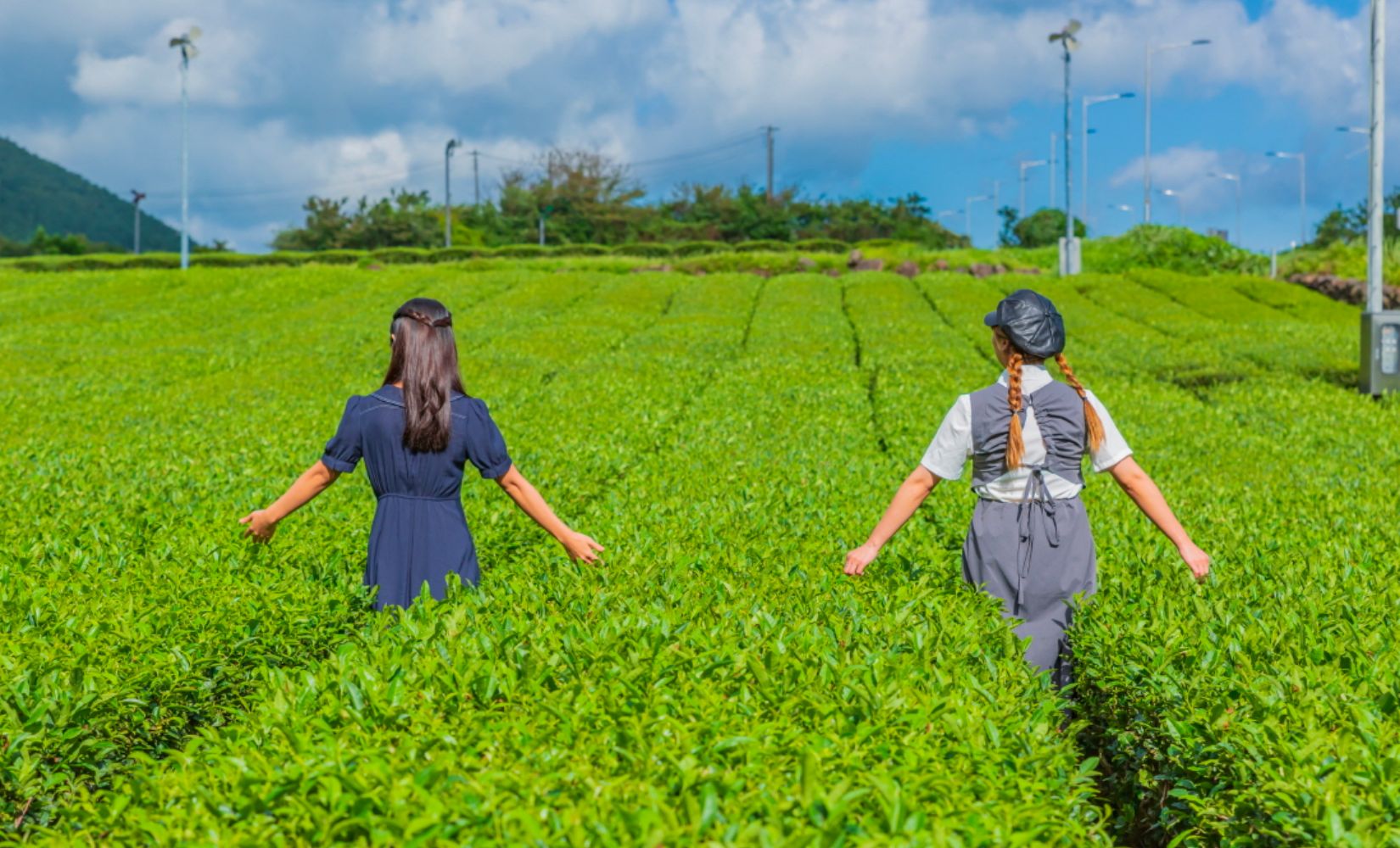 Creatrip: พิพิธภัณฑ์ชา O'sulloc: สถานที่ท่องเที่ยวที่ไม่ควรพลาดในเกาะเชจู - เกาะเชจู/เกาหลี (การ ...