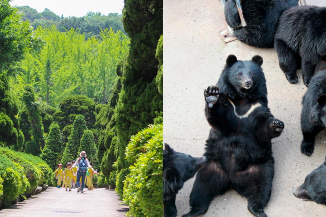 Sejong Bear Tree Park - Sejong/Korea (Creatrip)