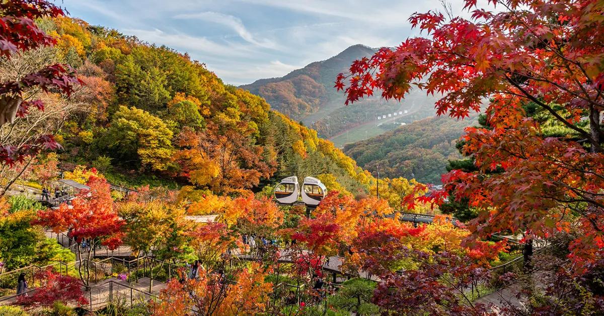 Hwadam Forest + The Stay Healing Park + Koo House Museum Day Tour - Gapyeong/Korea (Creatrip)