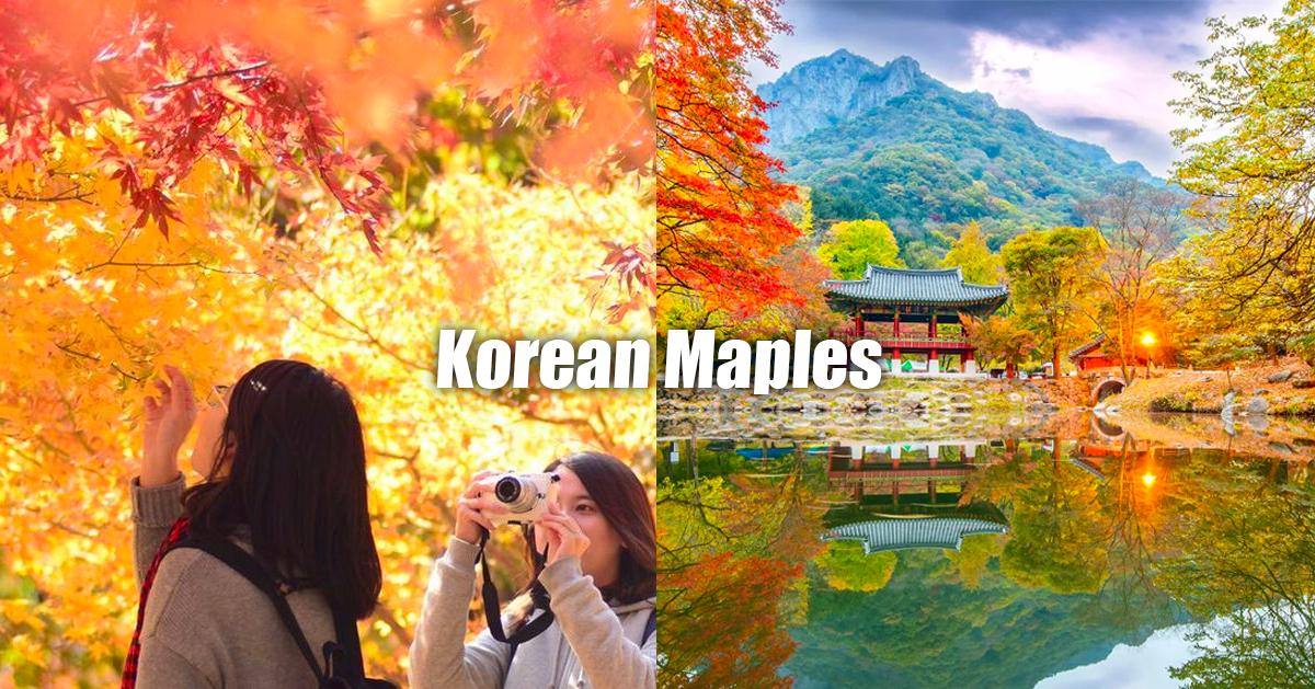 Creatrip: 2023韓國賞楓/楓葉懶人包