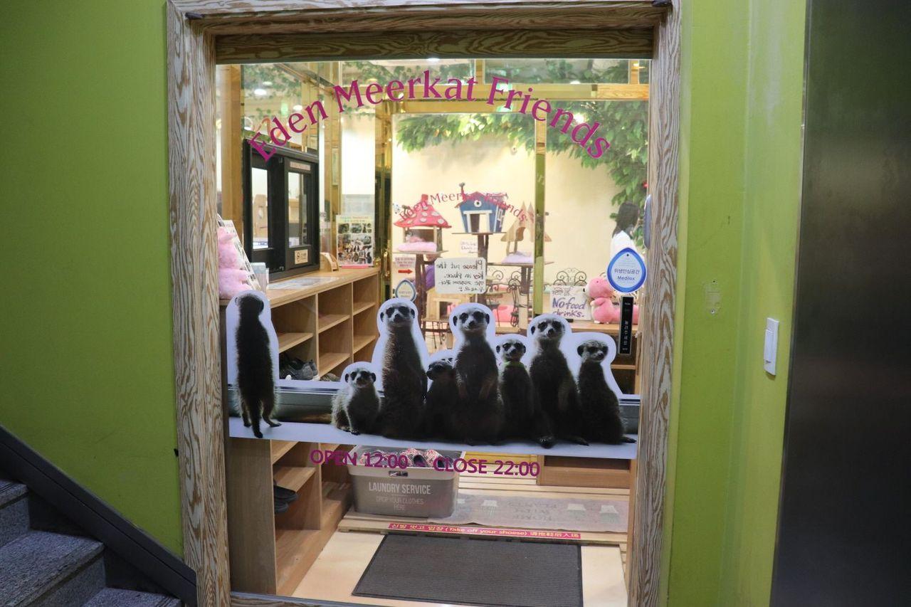 Creatrip: Eden Meerkat Friends | Animal Cafe In Myeongdong And Hongdae