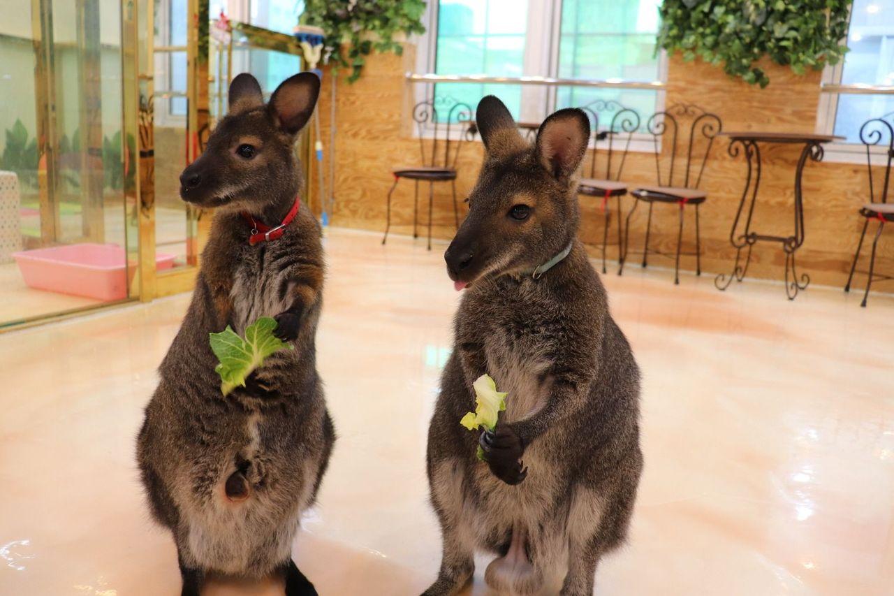 Myeongdong Animal Cafe | Eden Meerkat Friends