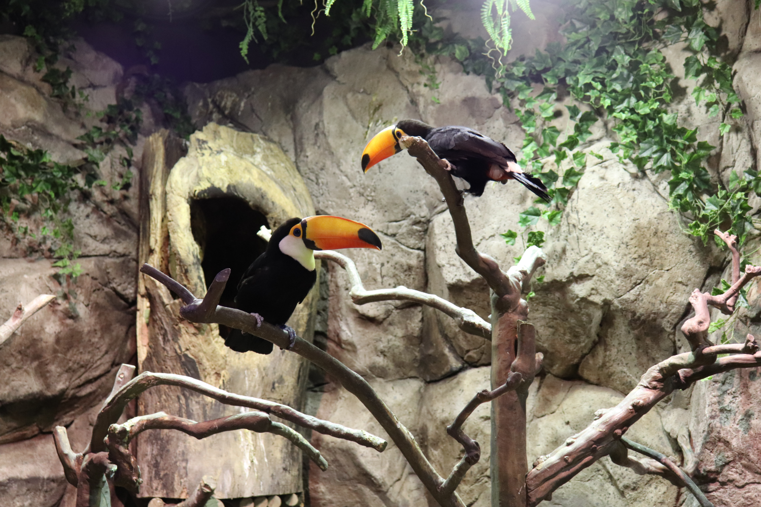 Creatrip: Zoolung Zoolung | Yeongdeungpo