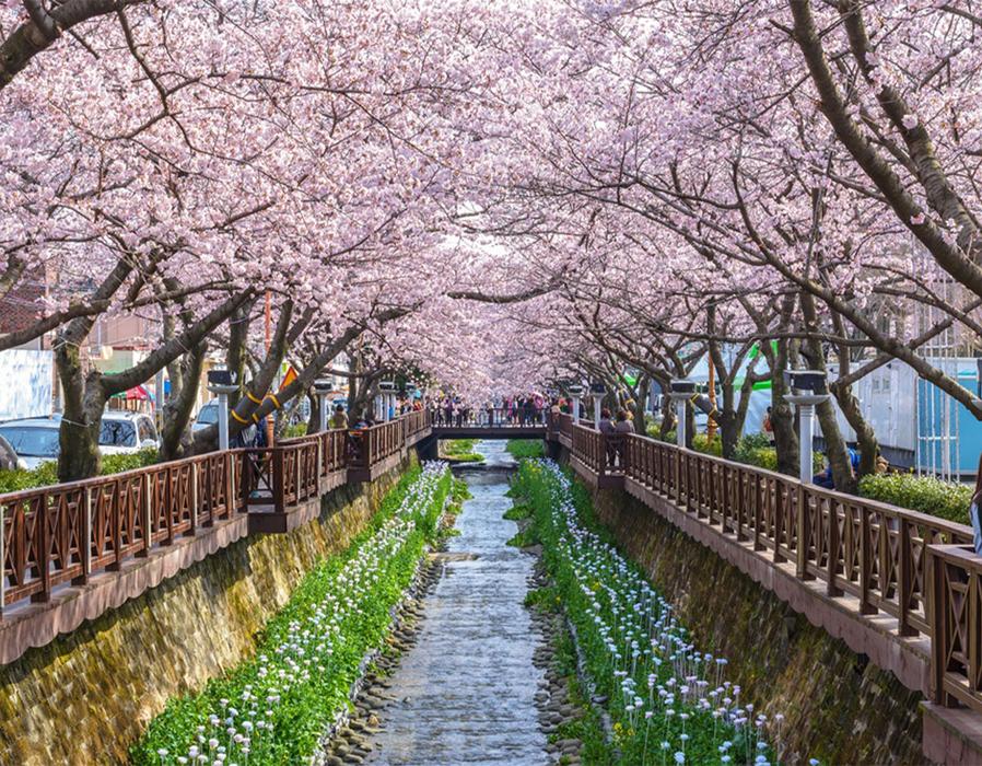 Jinhae Cherry Blossom Festival | Busan Departure - Changwon/Korea ...