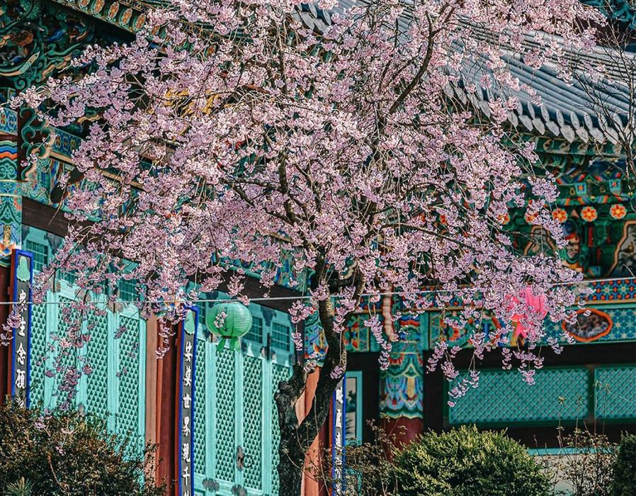 Jeonju Hanok Village Spring Tour | Seoul Departure - Seoul/Korea (Creatrip)